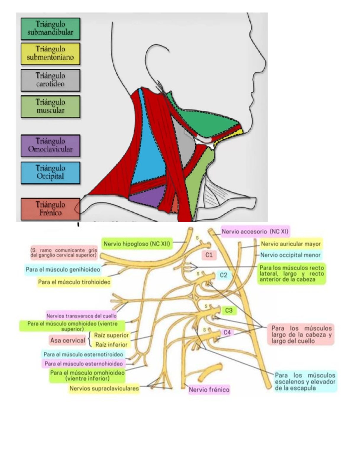 Plexo Cervical: Anatomía y Nervios Importantes - Studocu