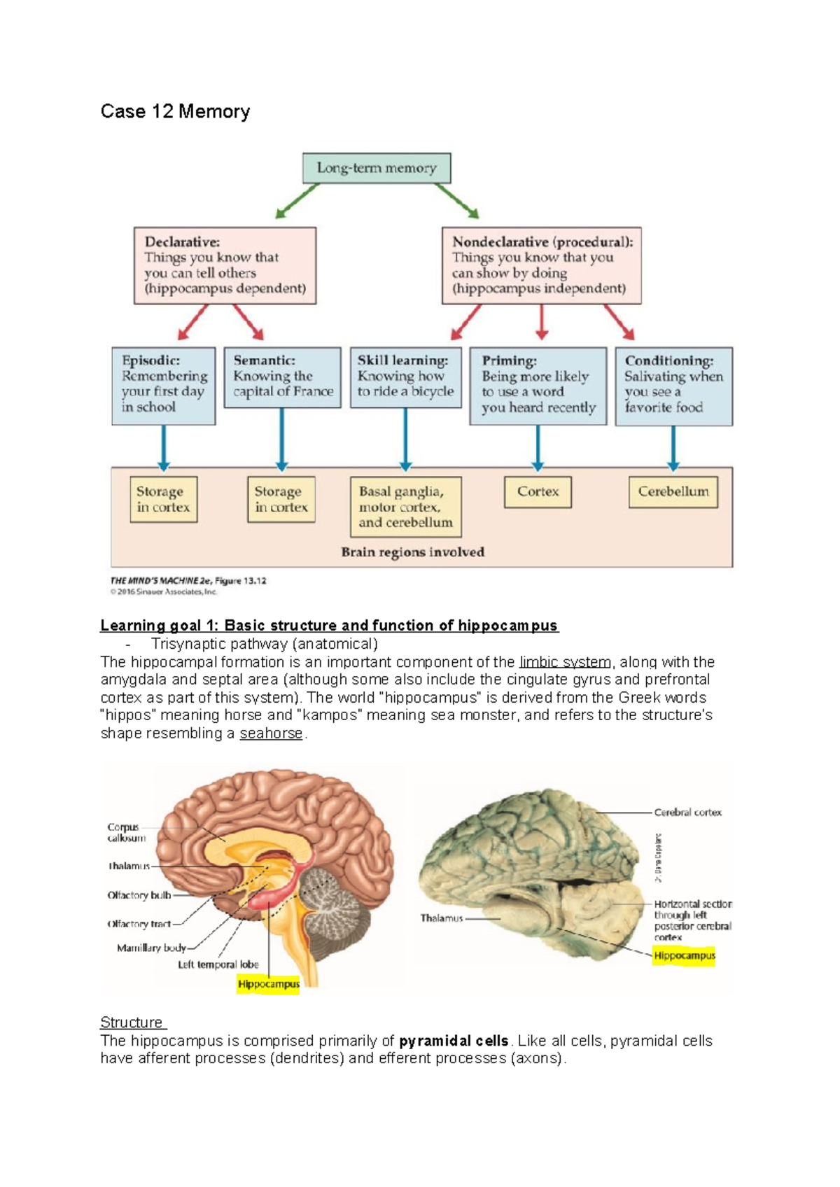 Case 12 Memory: Hippocampus Structure & Function Insights - Studeersnel