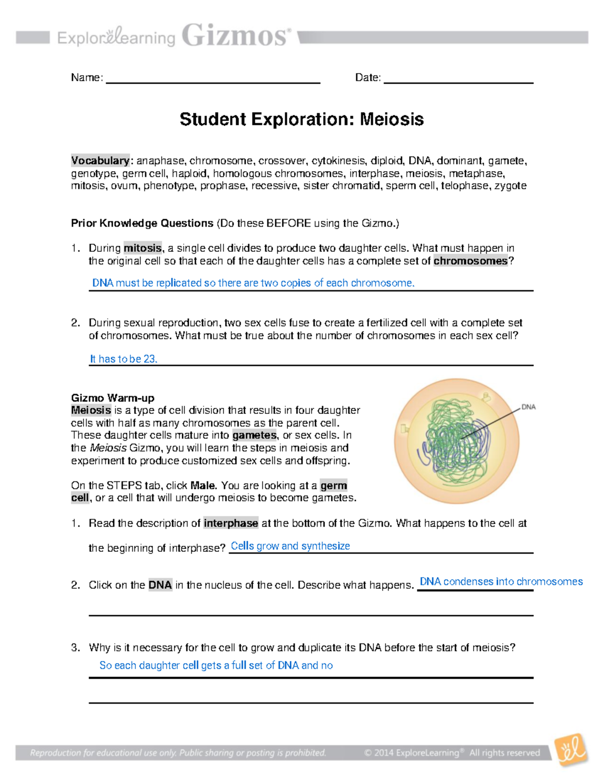 Meiosis Exploration: Understanding Gamete Formation and Genetics - Studocu