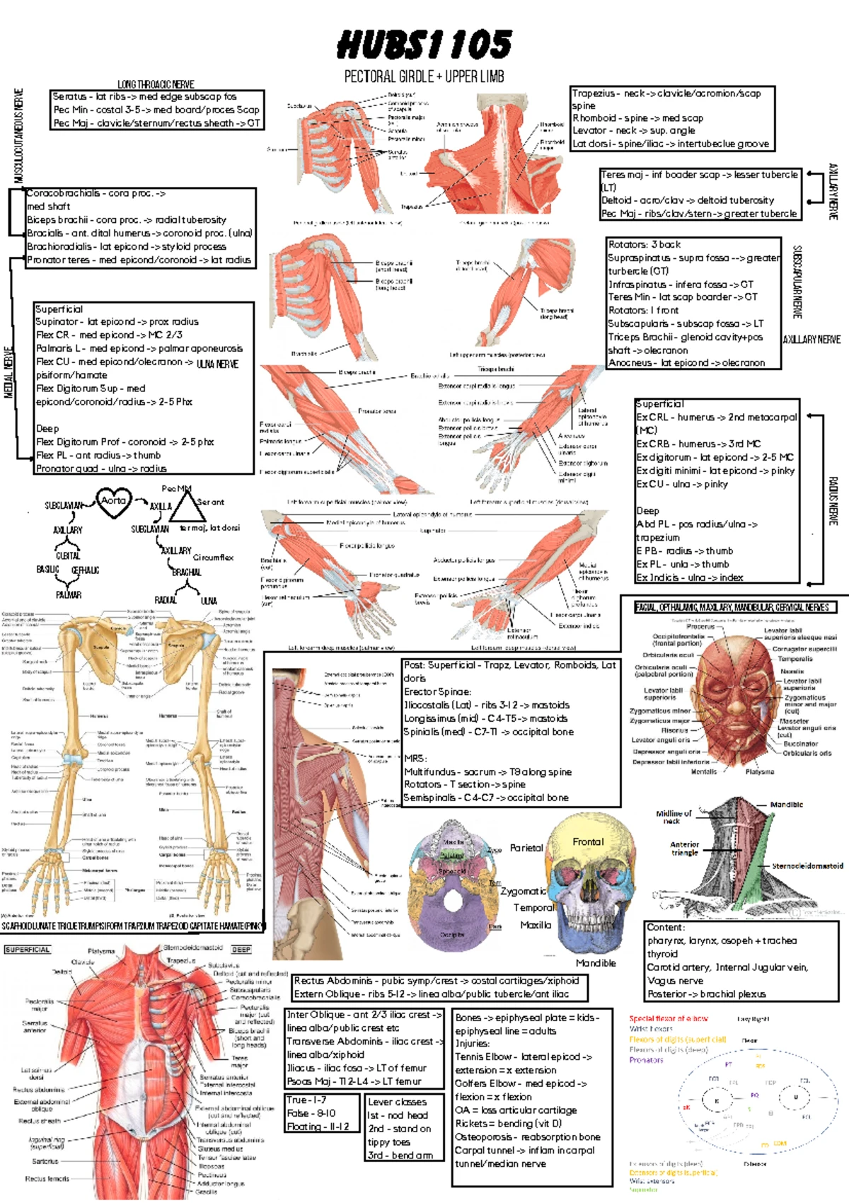 Bone Development, Joints, and Muscles: Anatomy Overview for ANAT 101 ...