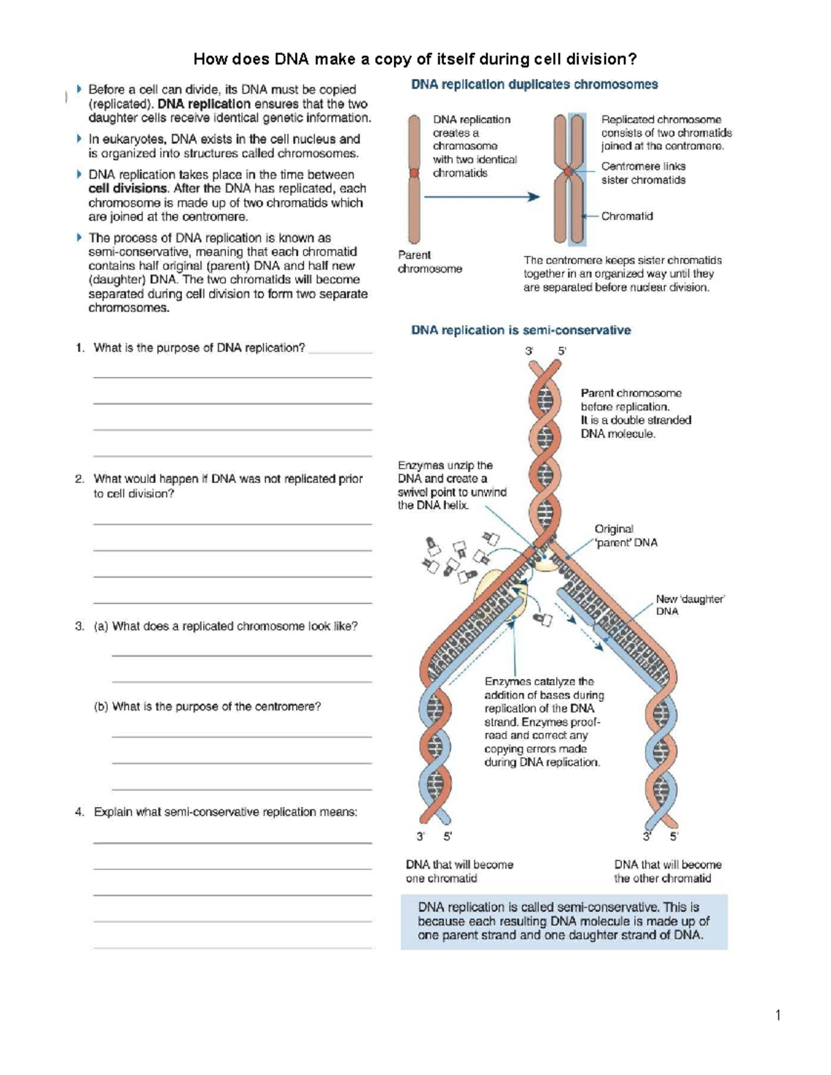 DNA Replication Inquiry - How does DNA make a copy of itself during ...