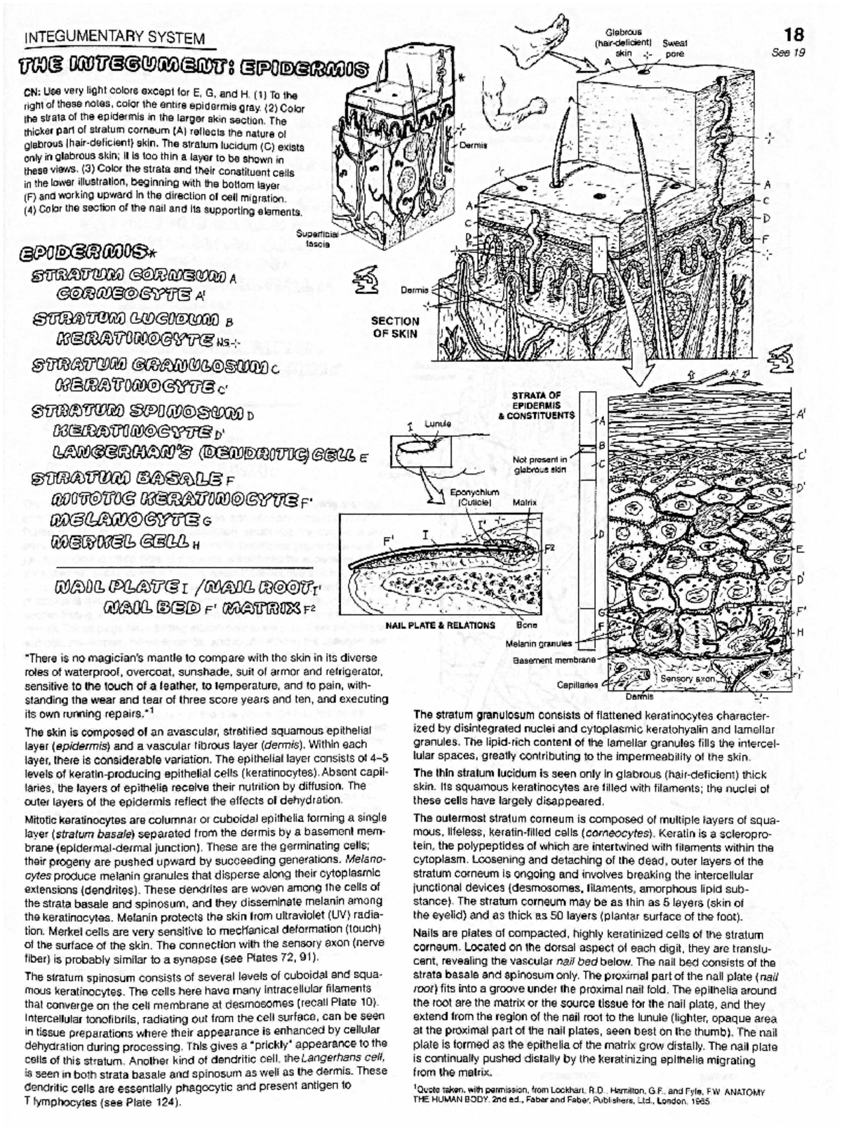 Integumentary System Coloring Guide: Detailed Notes and Instructions ...
