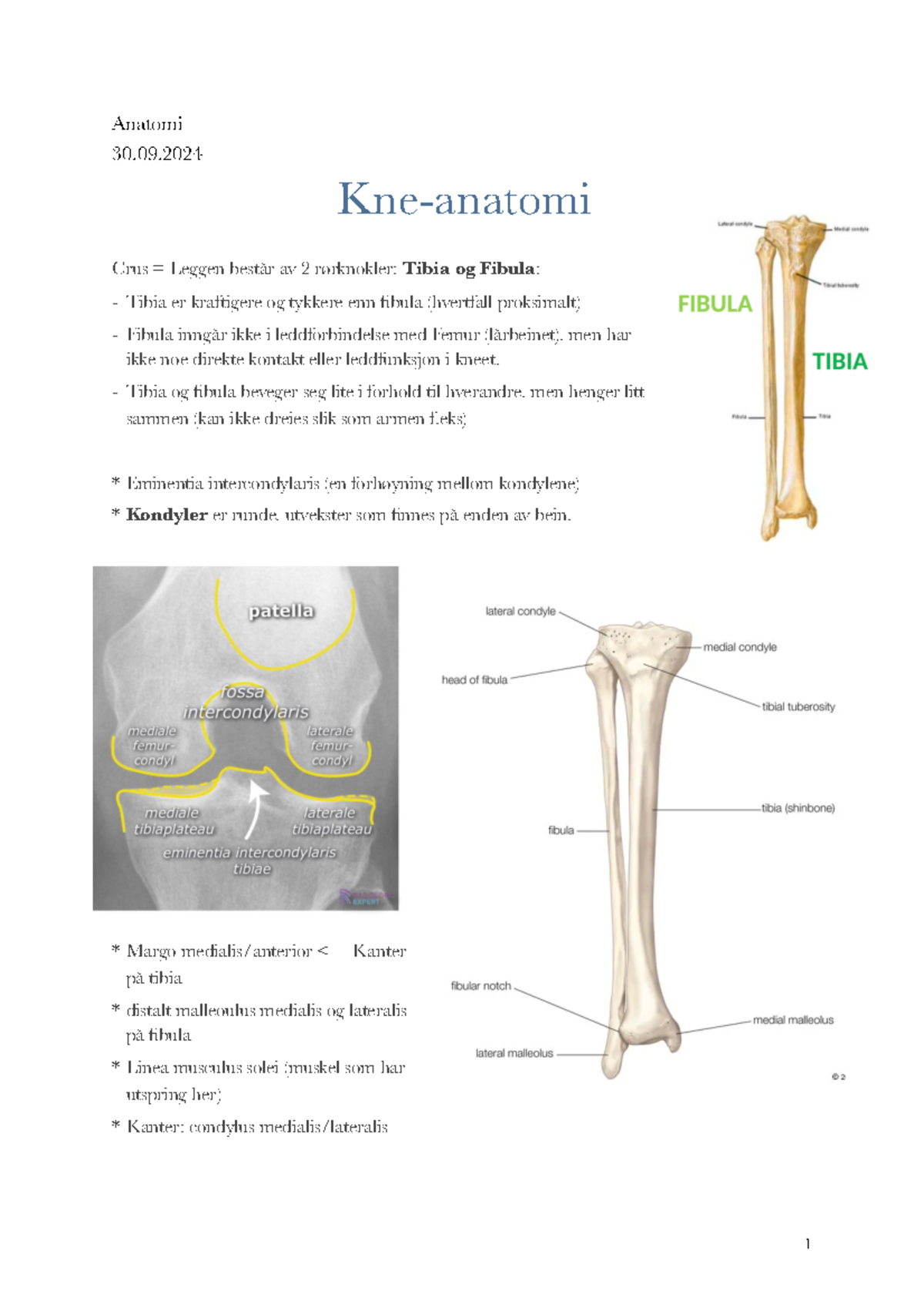 Anatomi kne/art genus - Anatomi 30. Kne-anatomi Crus = Leggen består av 2 rørknokler: Tibia og ...