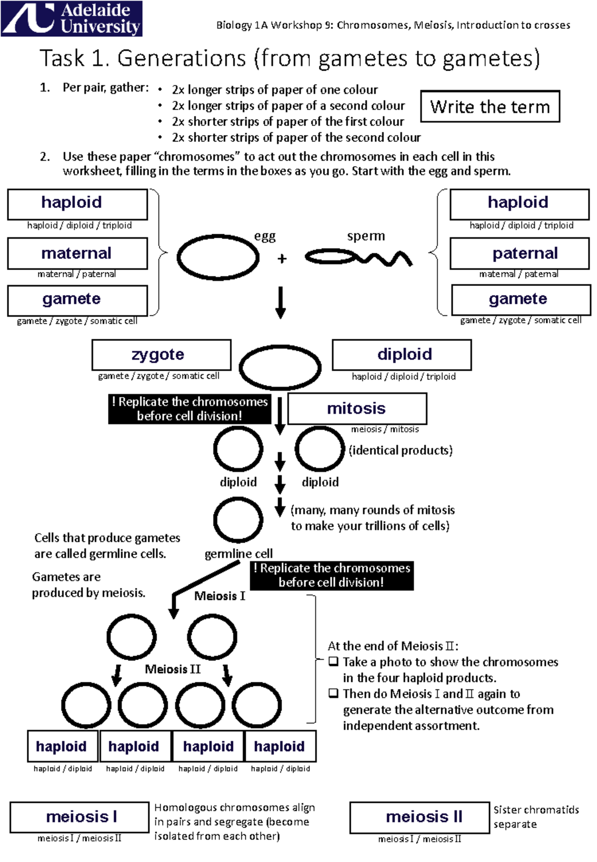 Biology 1A Workshop 9: Meiosis, Chromosomes, and Genetic Crosses - Studocu