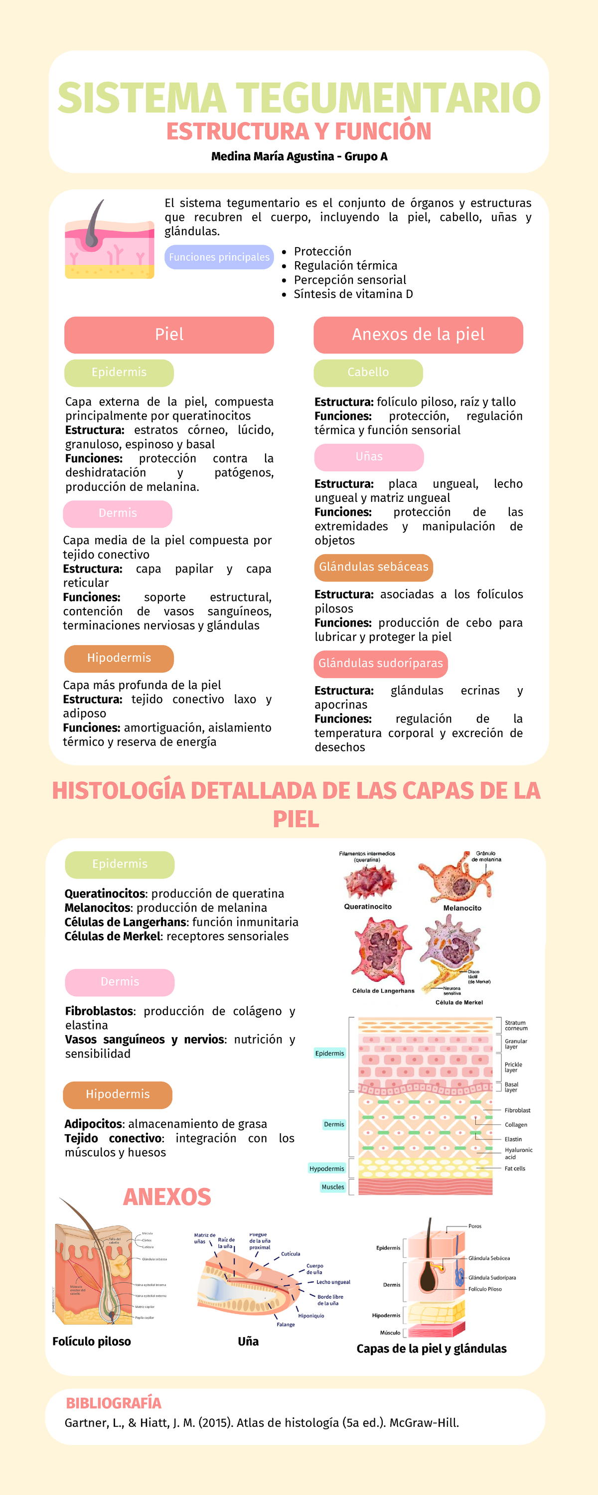Infografía - Sistema Tegumentario - Piel Anexos de la piel Funciones principales Epidermis ...