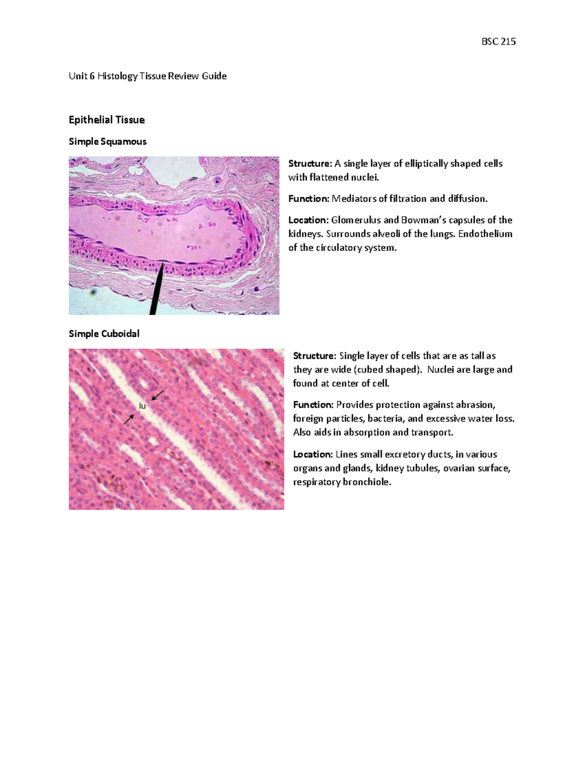 BSC 215 Unit 6 Histology Tissue Review Guide: Epithelial & Connective ...