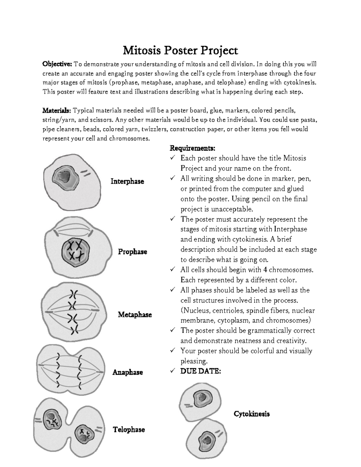 Mitosis Poster Project Guide for Organismal Biology (BIO 101) - Studocu