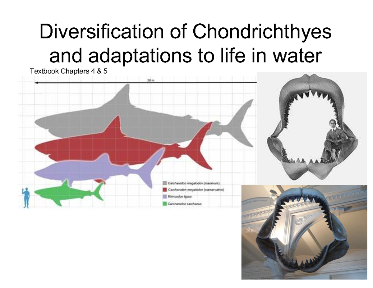 Chondrichthyes and Aquatic Adaptations - Lecture 4 2023 - Studocu