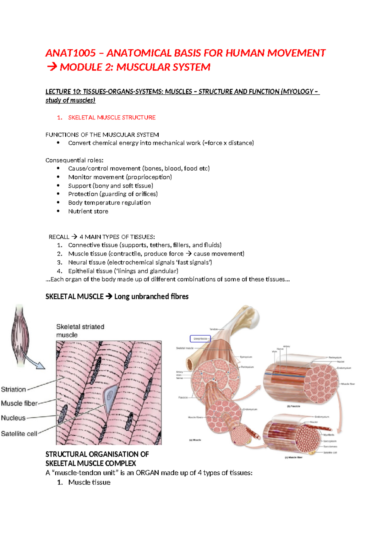 ANAT1005 LEC Notes on Muscular System - Module 2 Overview - Studocu