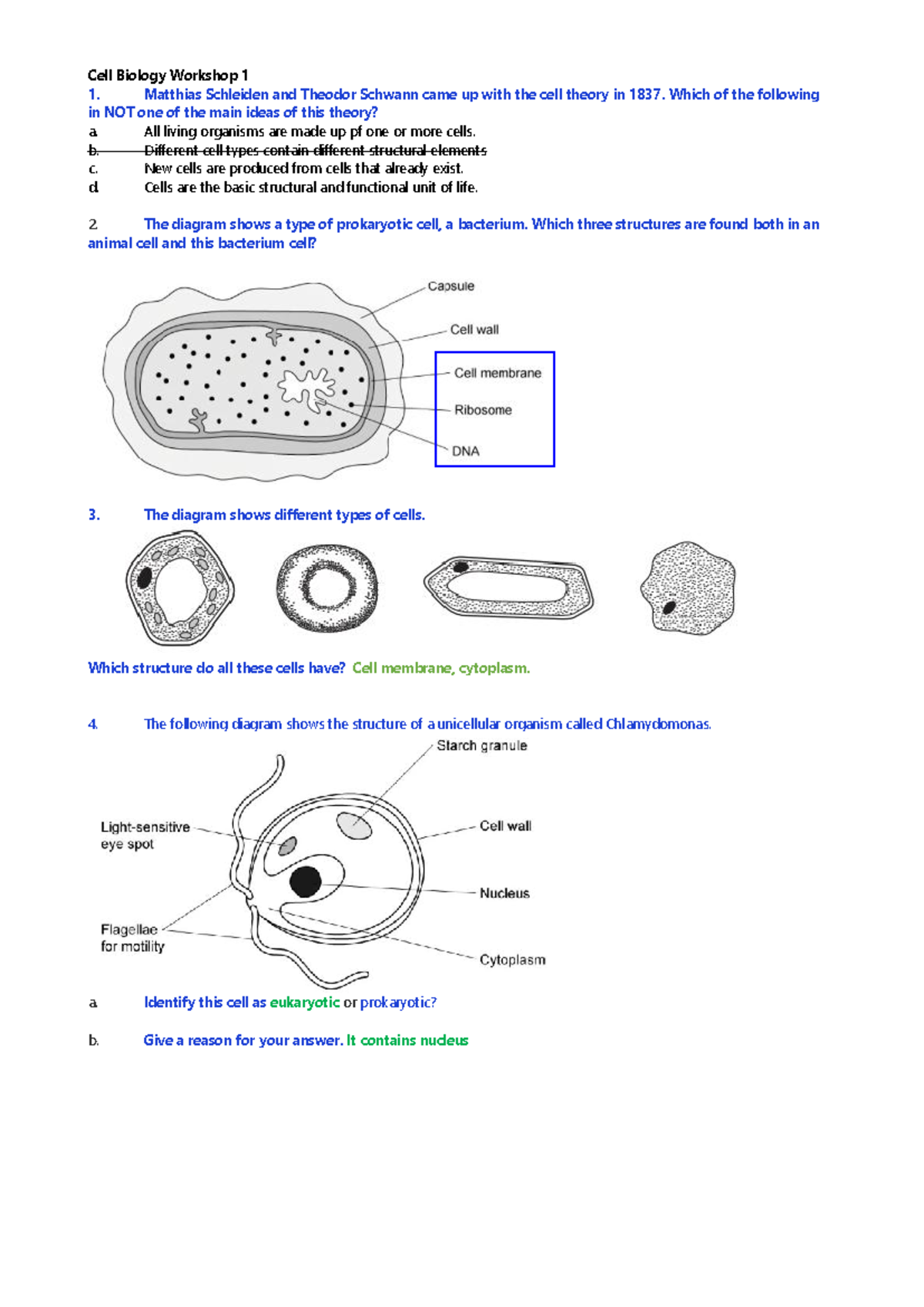 CB Week 1 Workshop questions - Cell Biology Workshop 1 Matthias ...