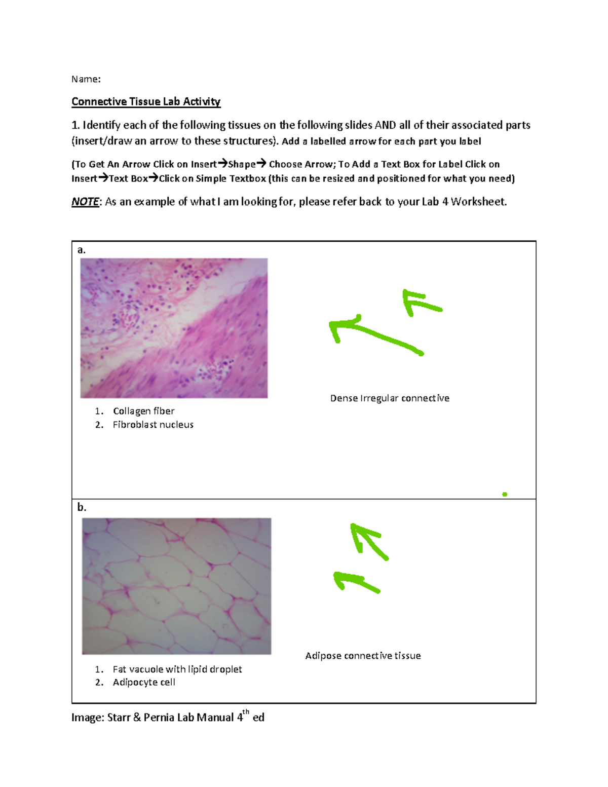 Connective Tissues Lab Activity (Bio 101: Final Exam) - Studocu