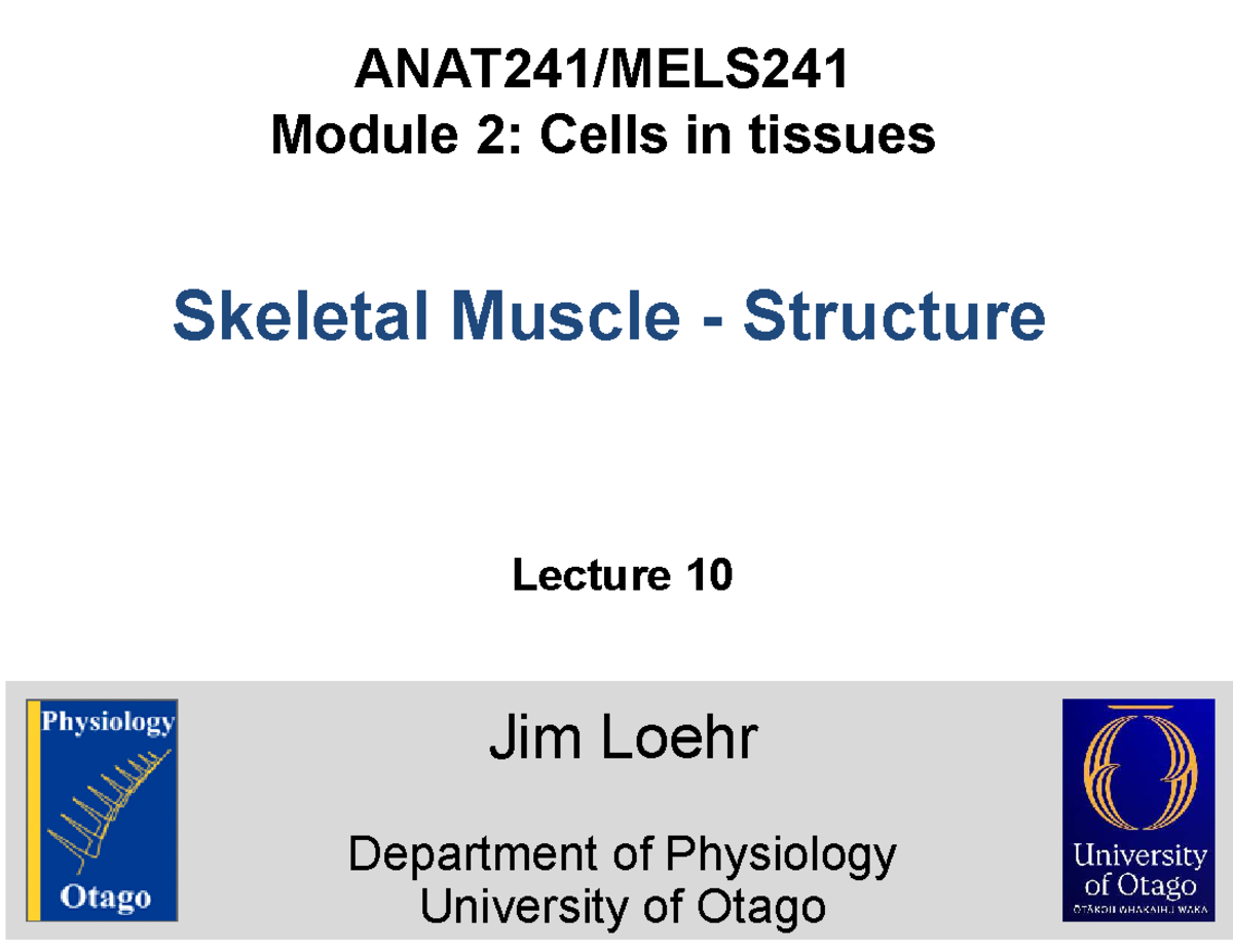 ANAT241 Lecture 10: Skeletal Muscle Structure and Function - Studocu