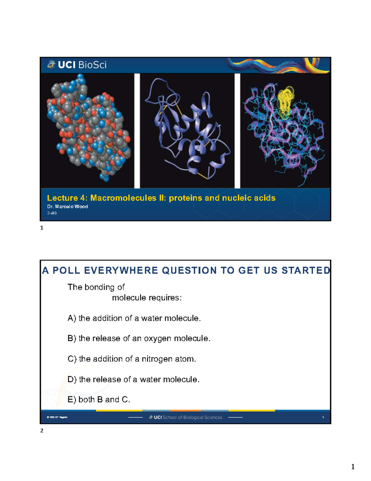 Lecture 4: Macromolecules II - Proteins & Nucleic Acids (Bio93) - Studocu