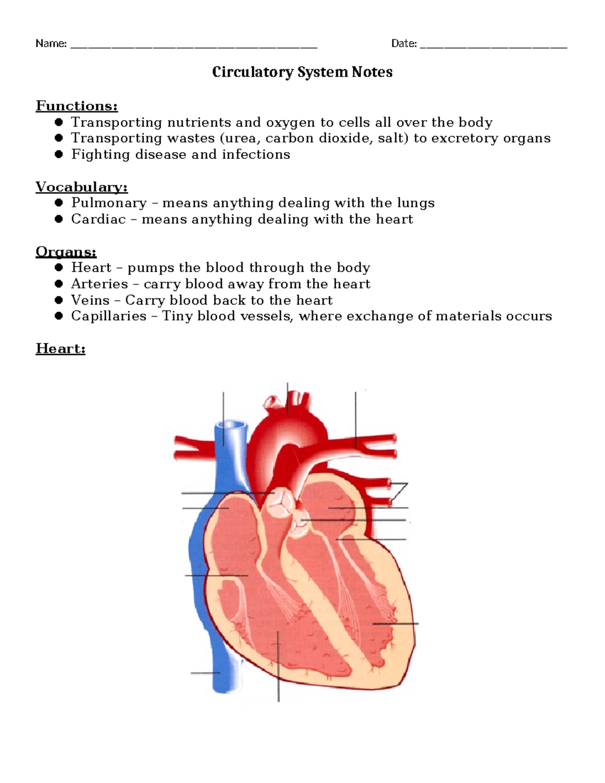 Circulatory System Notes: Functions, Organs, and Blood Types Overview ...