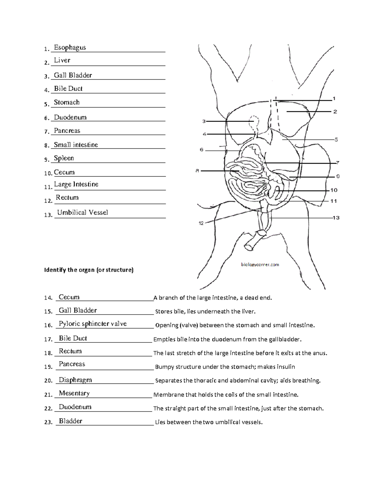 Pig dissection labeling worksheet- Ojo - 1 ...