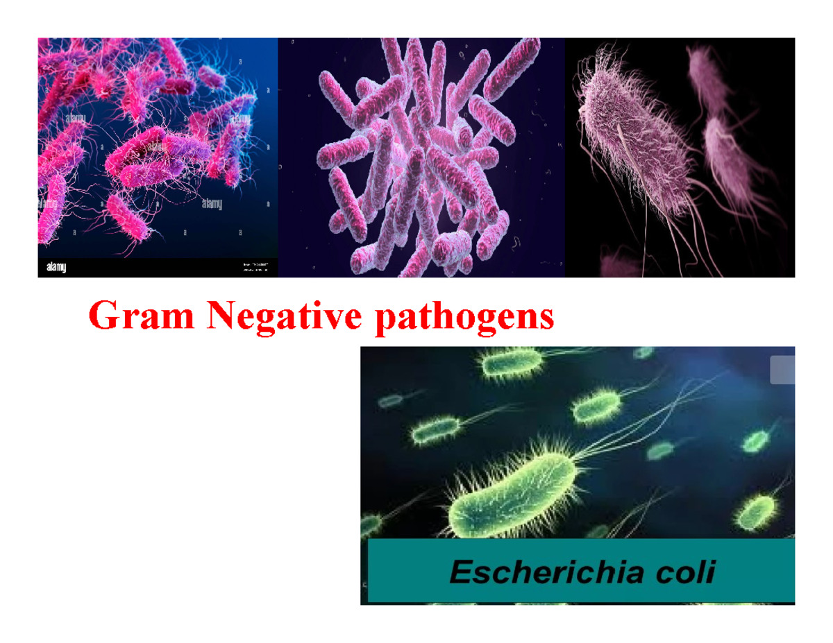 Enterobacteriacea - bacterial classification - Gram Negative pathogens ...