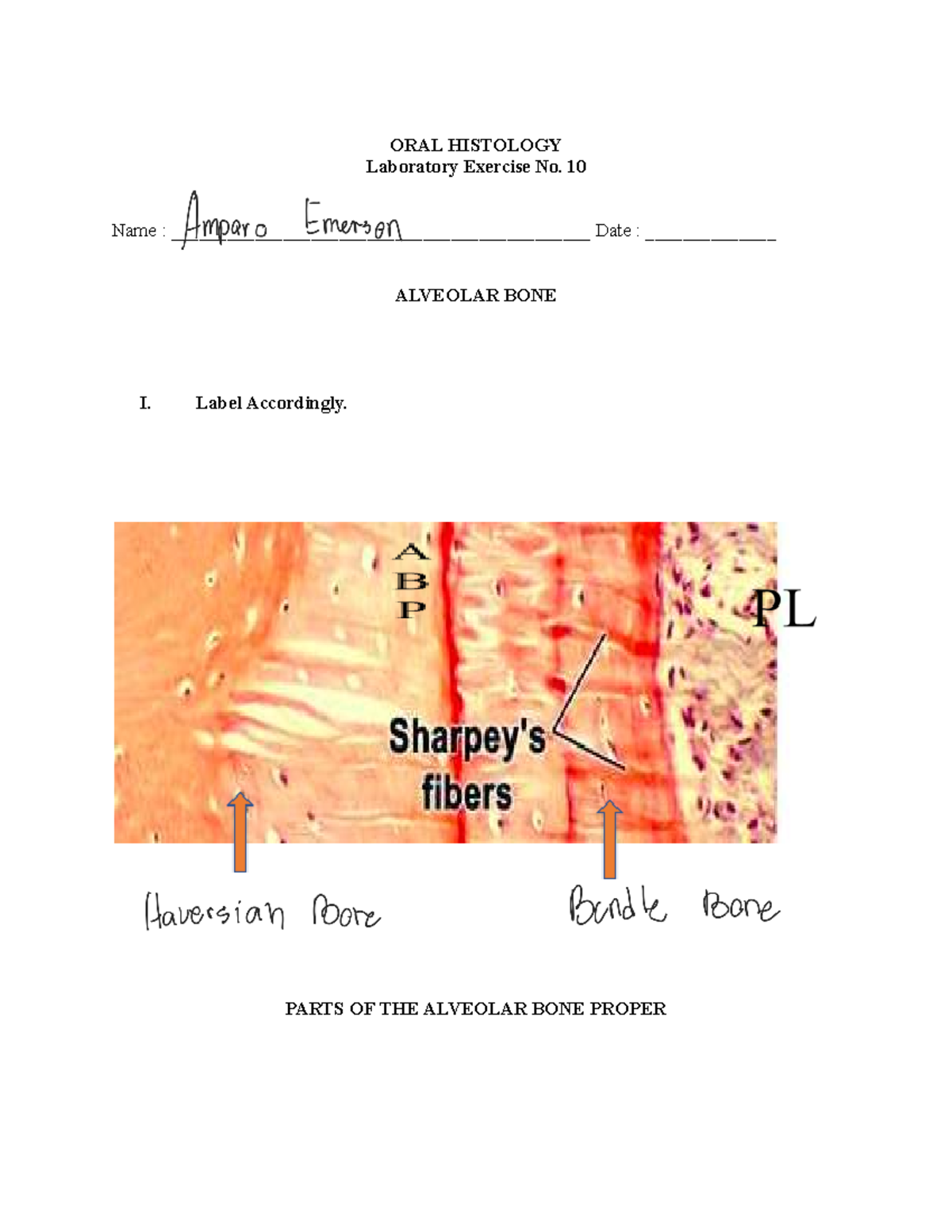 ORAL HISTOLOGY Lab Exercise 10: Alveolar Bone Structures - Studocu