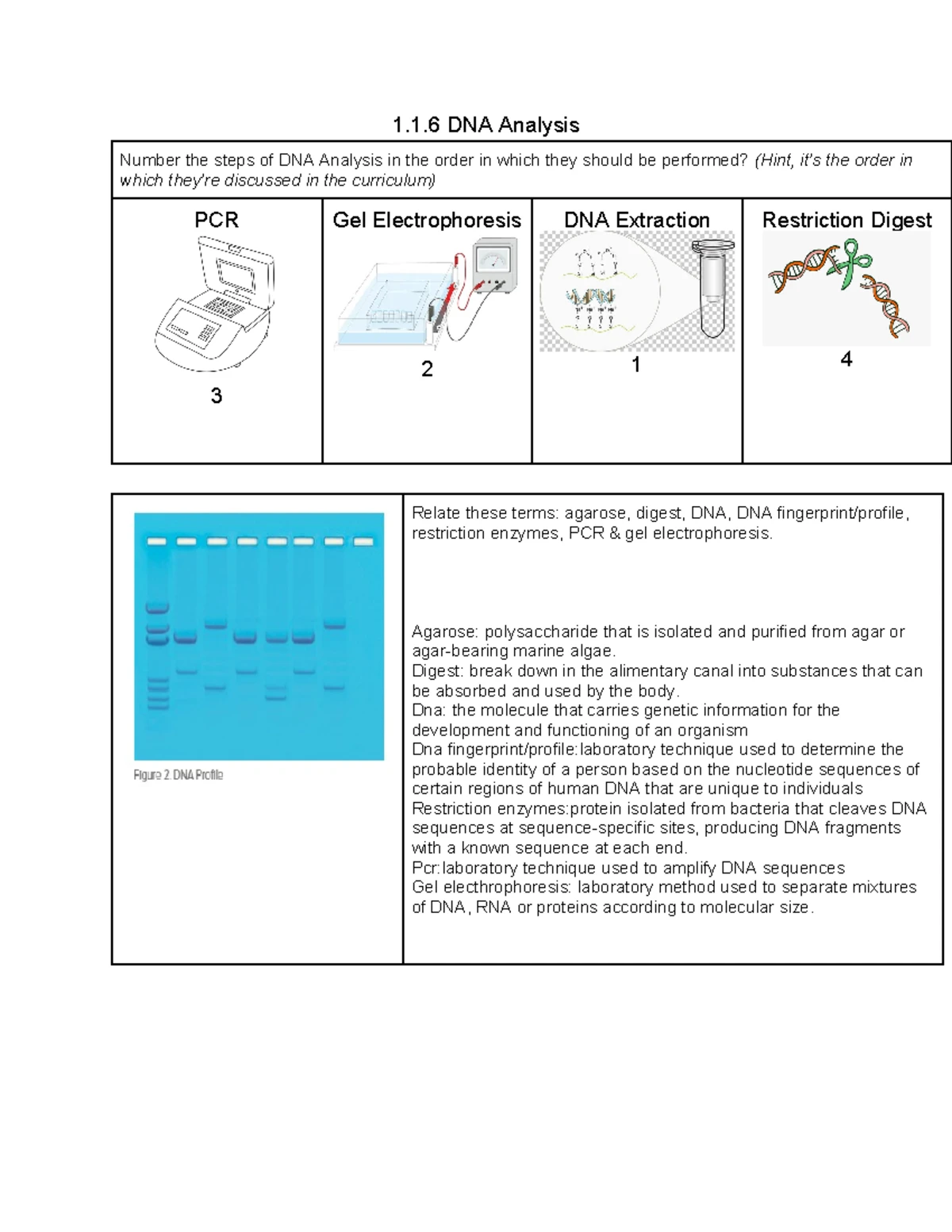 DNA Replication Overview: Structure & Process of DNA - Studocu