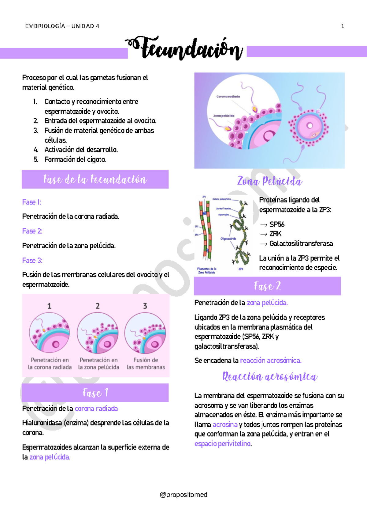 EMBRIOLOGÍA UNIDAD 4: Proceso de Fecundación y Formación del Cigoto ...