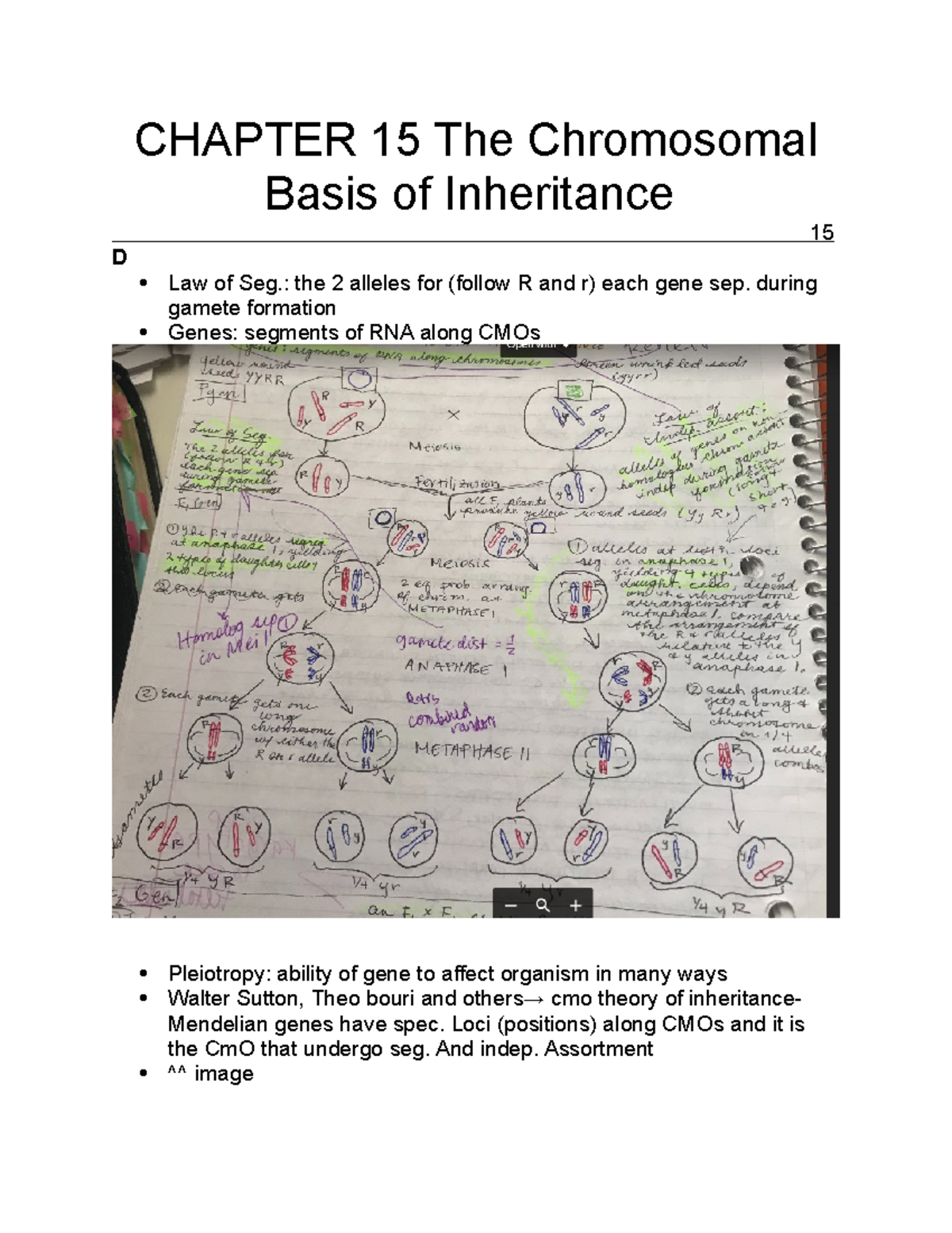 Chapter 15 Bio Notes: The Chromosomal Basis of Inheritance - Studocu