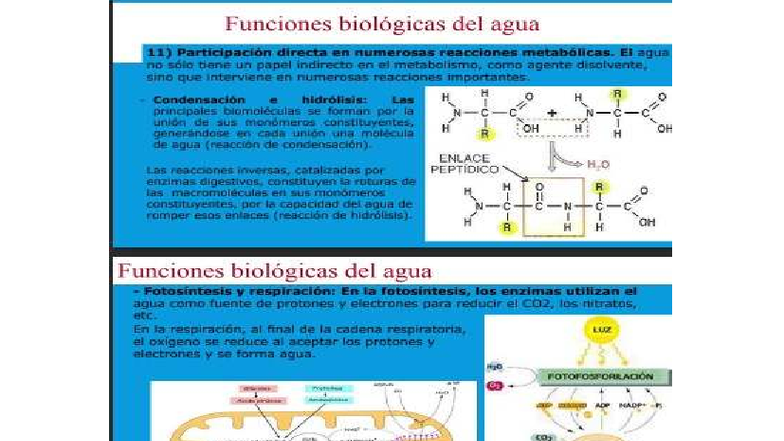 Funciones Biológicas del Agua en Metabolismo y Ecosistemas - Studocu