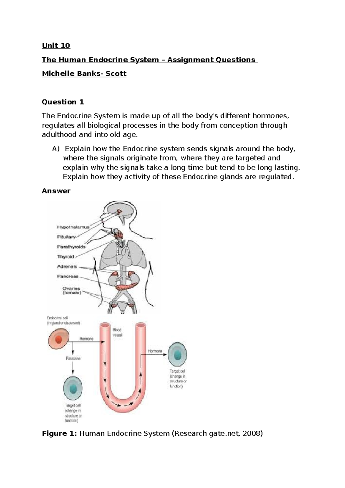 Unit 10 - Endocrine System Study Notes - Final Exam Preparation - Studocu