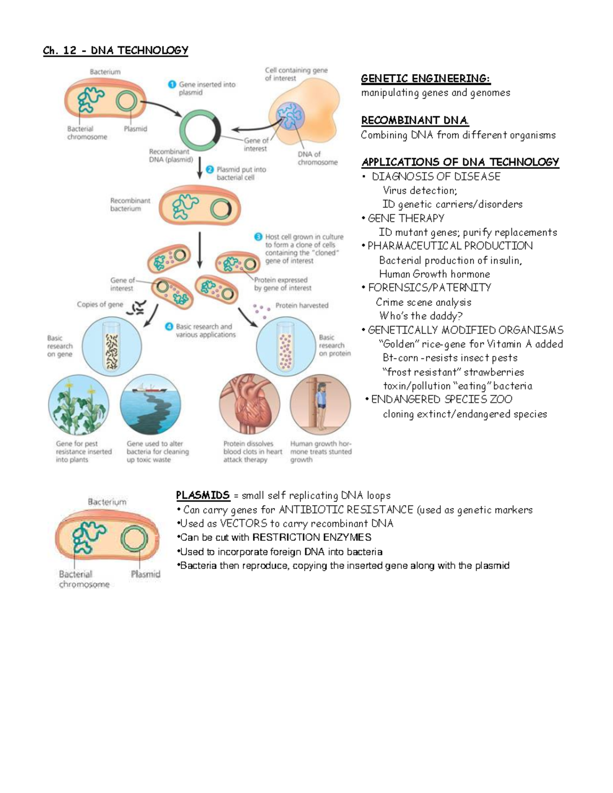 Ch. 12 Study Guide: DNA Technology & Genetic Engineering - Studocu