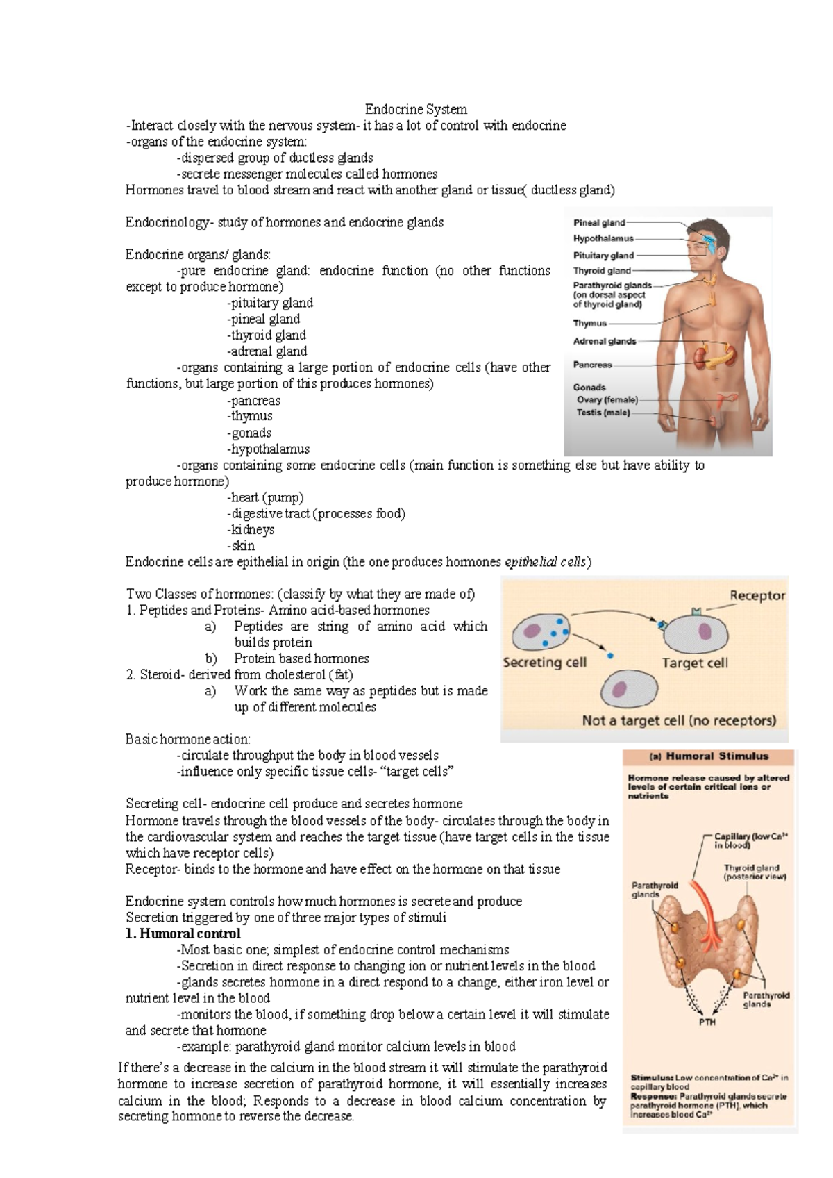 Endocrine System - Endocrine System -Interact closely with the nervous ...