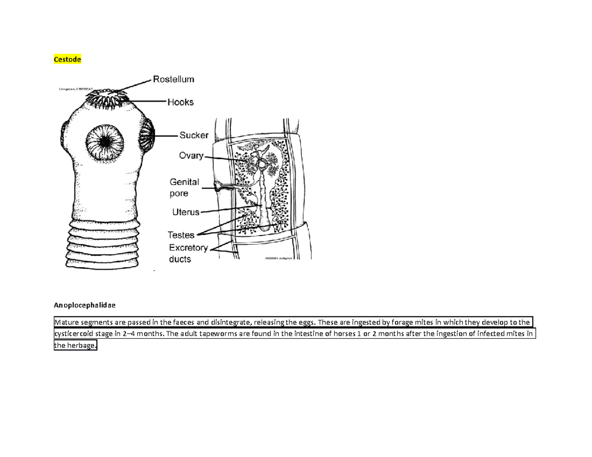 Cestodes Life Cycle: Detailed Overview of Major Families and Hosts ...