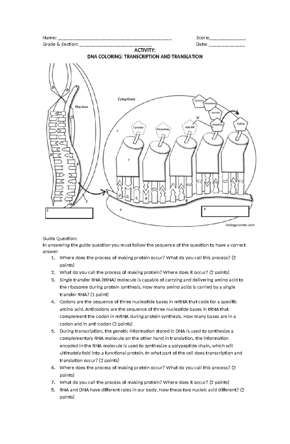 DNA Coloring Activity: Transcription & Translation Guide (636459221 ...