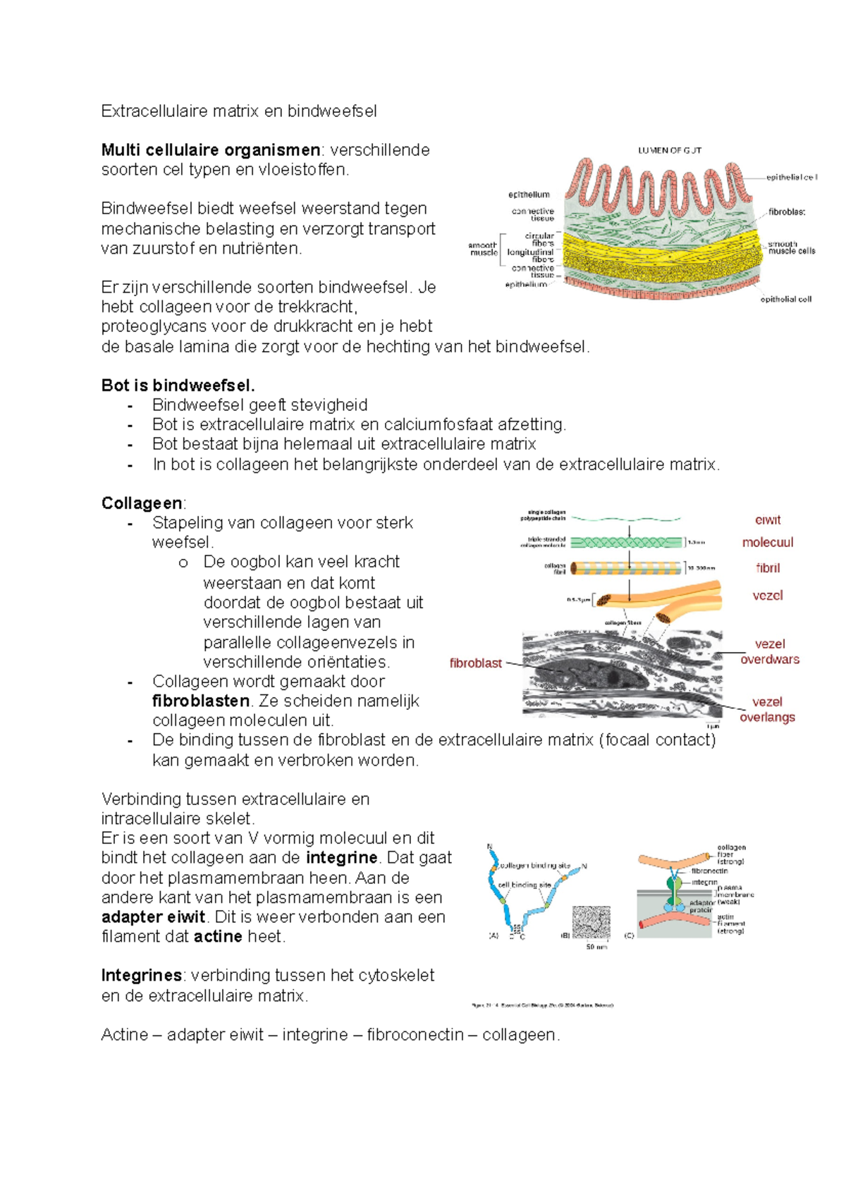 Samenvatting - Extracellulaire Matrix en Bindweefsel | Celbiologie 101 ...