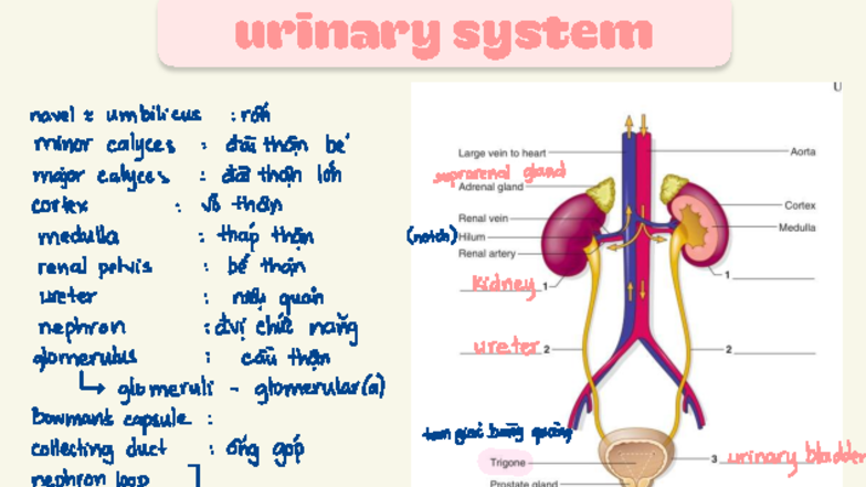 AVCN2 - Urinary System Overview and Kidney Function Analysis - Studocu
