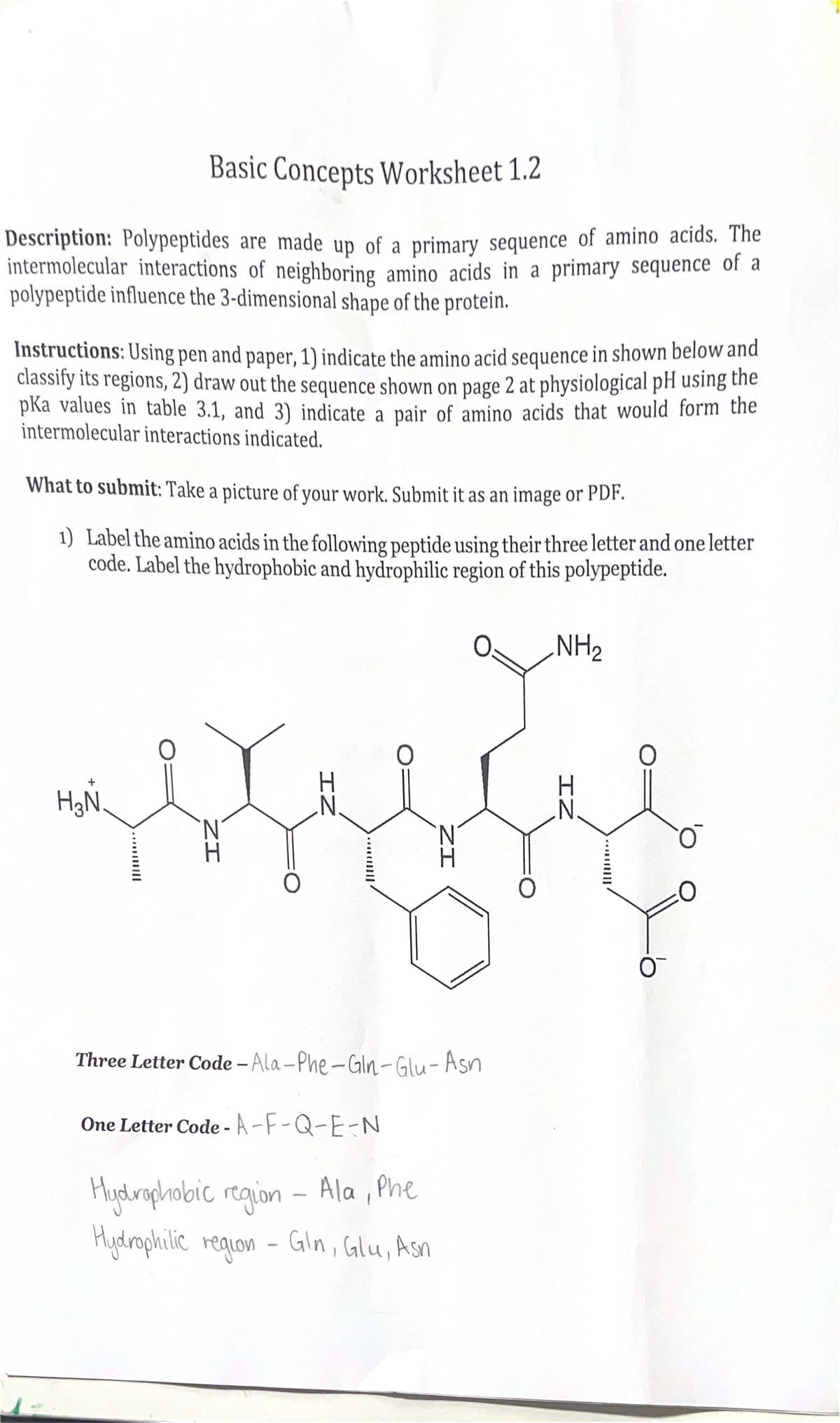 Basic concepts worksheet 1: Polypeptide structure and interactions ...
