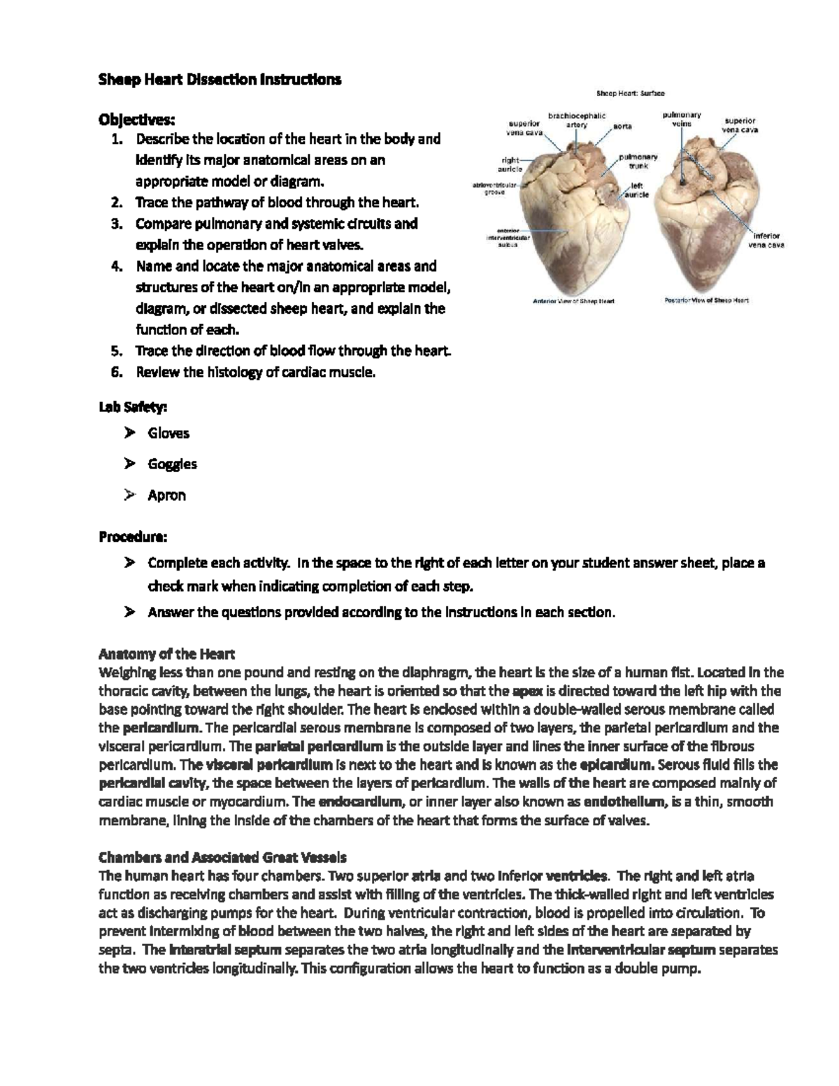 Sheep Heart Dissection Manual: Anatomy & Blood Flow Analysis - Studocu