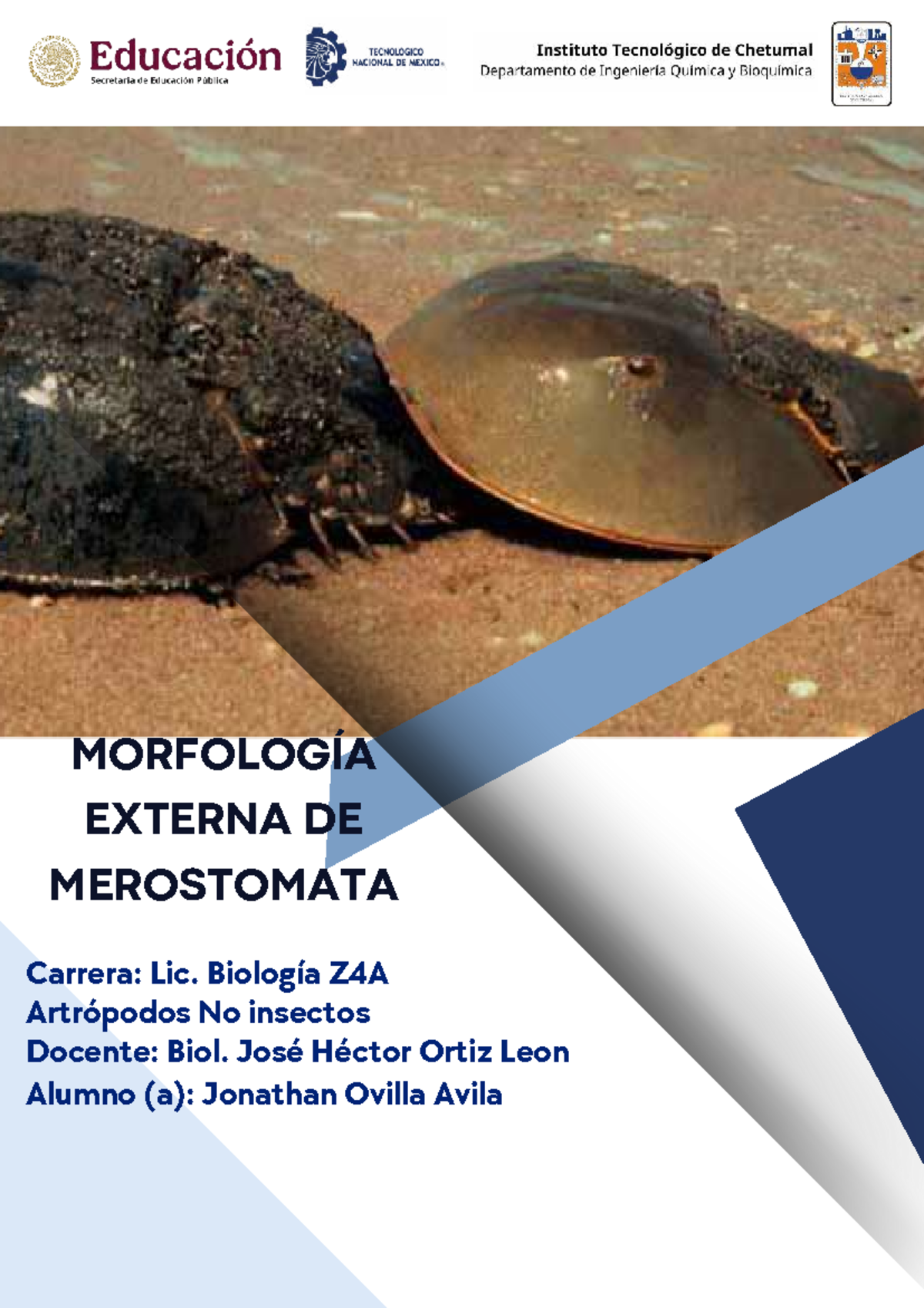 Título: P-6 Morfología Externa de Limulus Polyphemus en Merostomata - Studocu