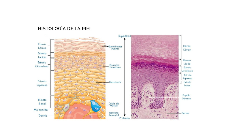 HISTOLOGÍA DE LA PIEL: EPIDERMIS, DERMIS Y HIPODERMIS - Studocu