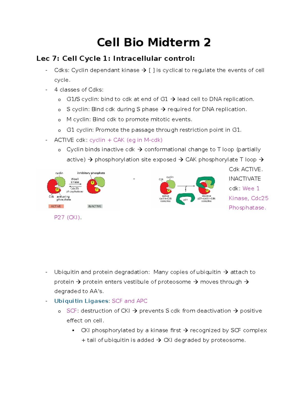 Cell Bio Midterm 2 - Comprehensive Summary Notes - Studocu