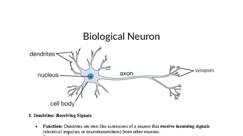 NN Notes - Unit 1: Dendrites, Axons, and Neural Networks - Studocu