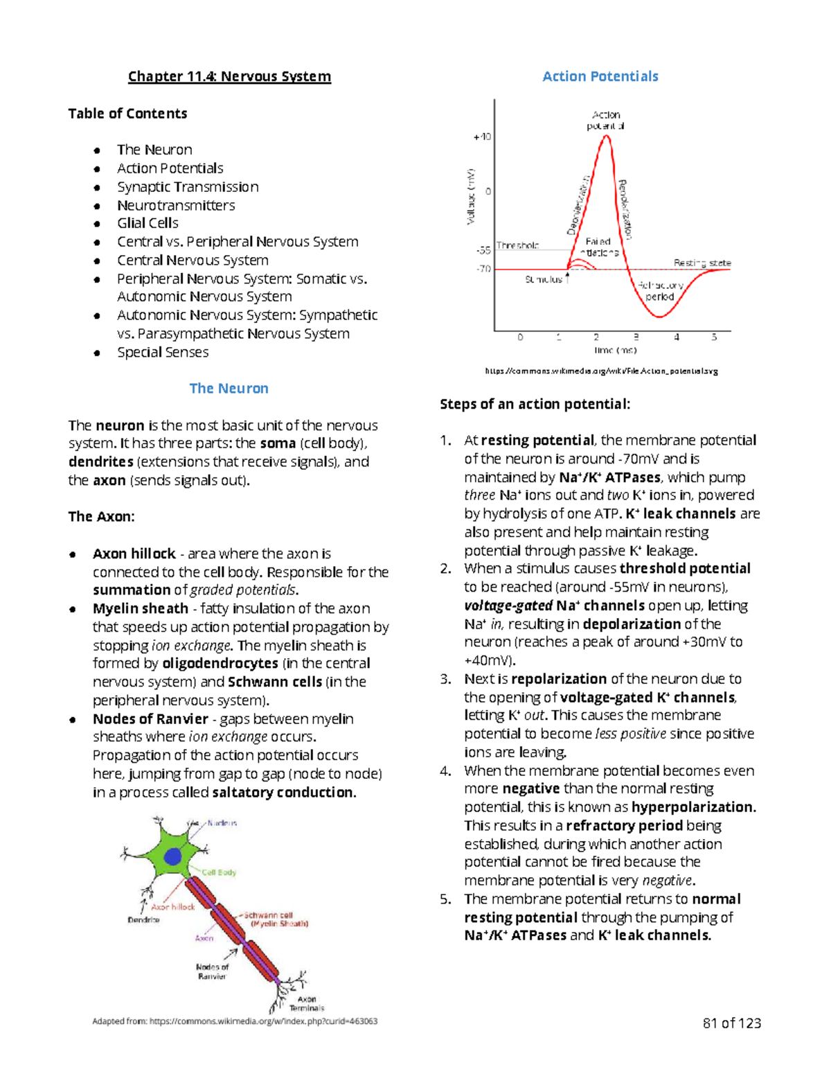 Chapter 11: Nervous System Action Potentials and Synaptic Transmission ...