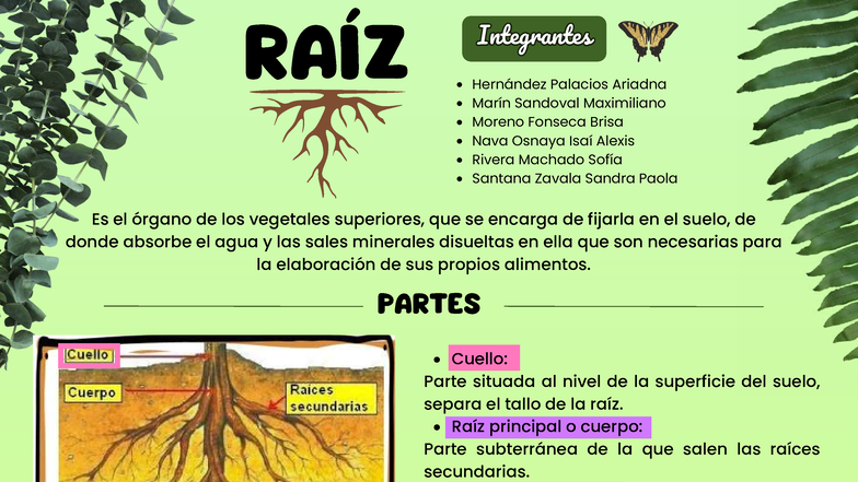 RAÍZ: Infografía sobre Partes y Funciones de la Raíz - Studocu