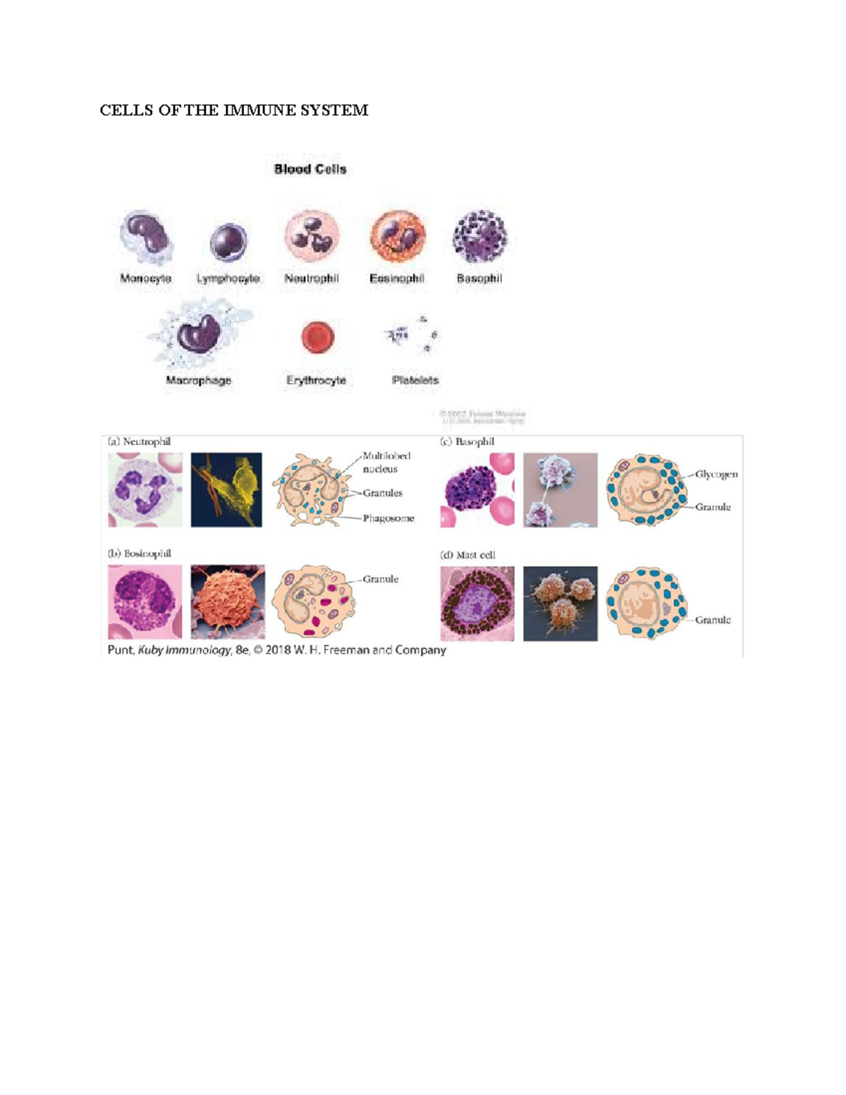 Granulocytes in the Immune System: Functions and Roles Explained - Studocu