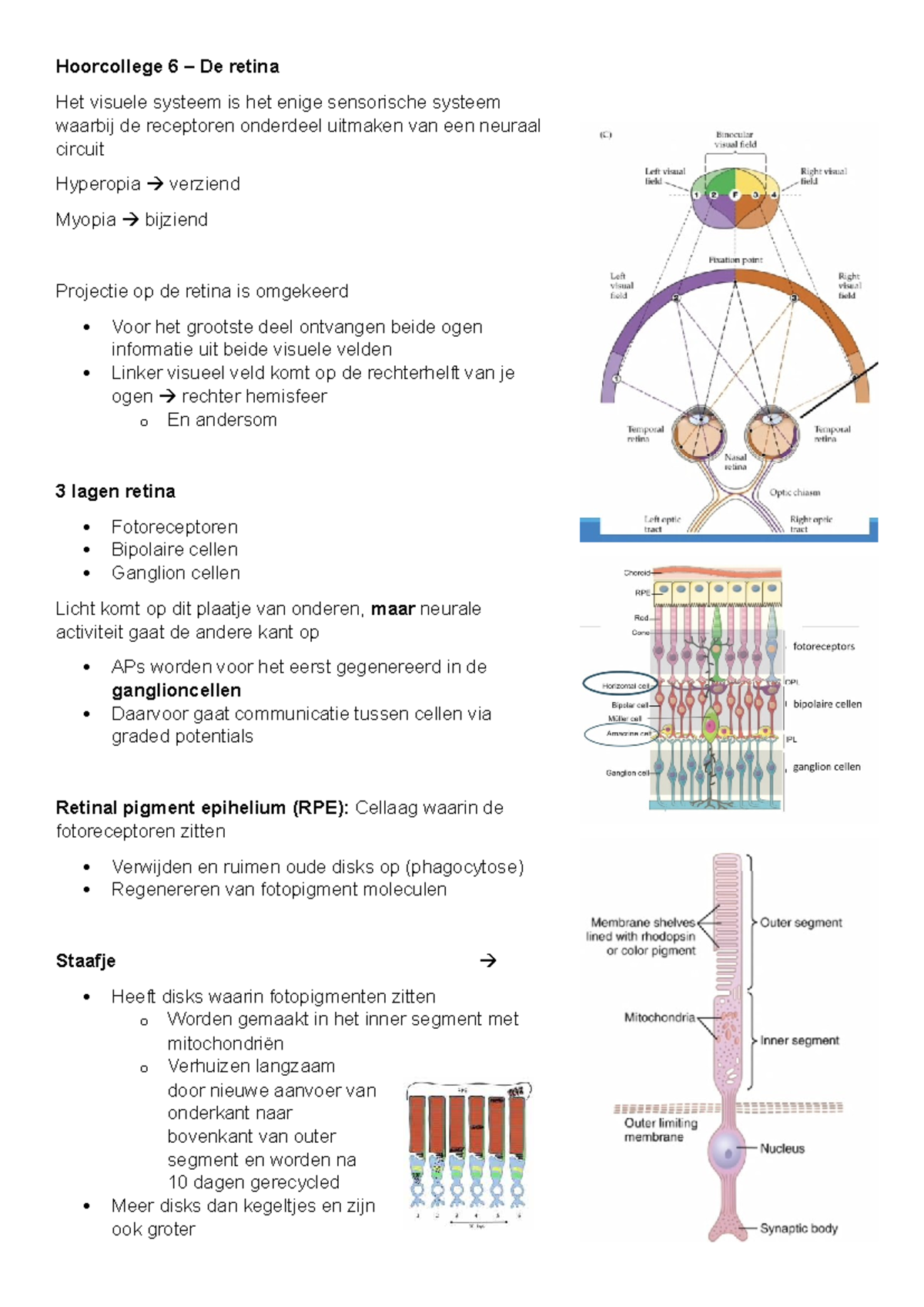 Hoorcollege 6-8: De Retina en het Visuele Systeem - Studeersnel