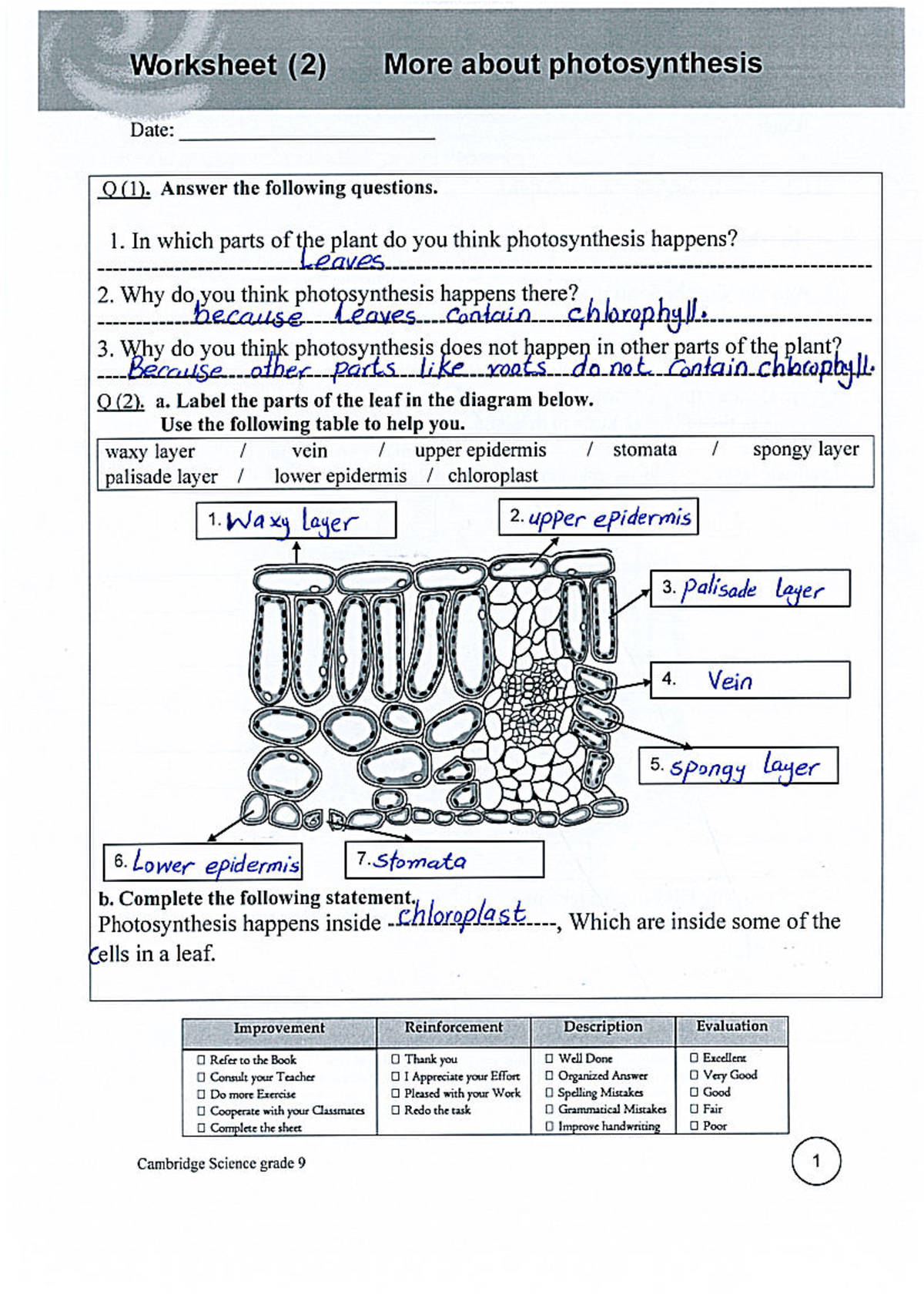 Cambridge Science Grade 9: Photosynthesis Overview and Leaf Anatomy ...