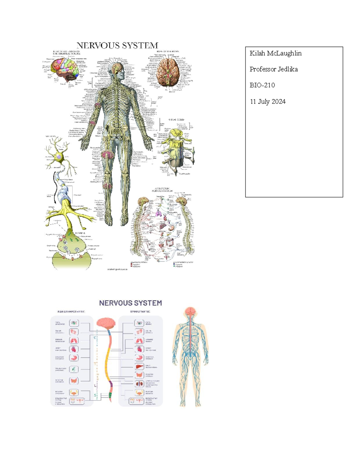Anatomy of the Nervous System: Overview and Functions - Studocu