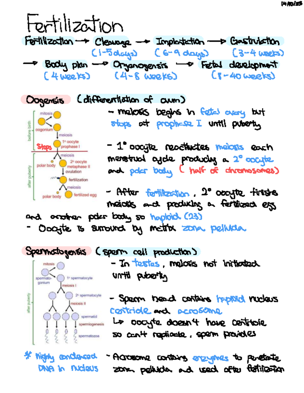 Fertilization and Early Development: Key Processes and Stages - Studocu