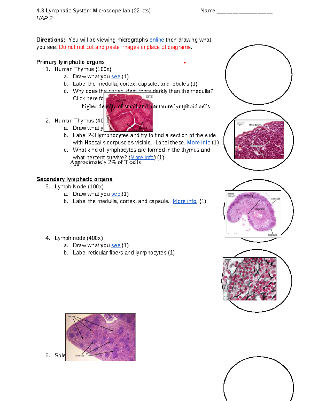 HAP 2 Final Exam: Lymphatic System Microscope Lab Handout - Studocu