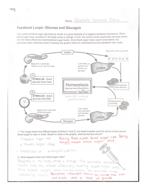 Lab Objectivesweek 7docx Exercise 11 Articulations And Body Review