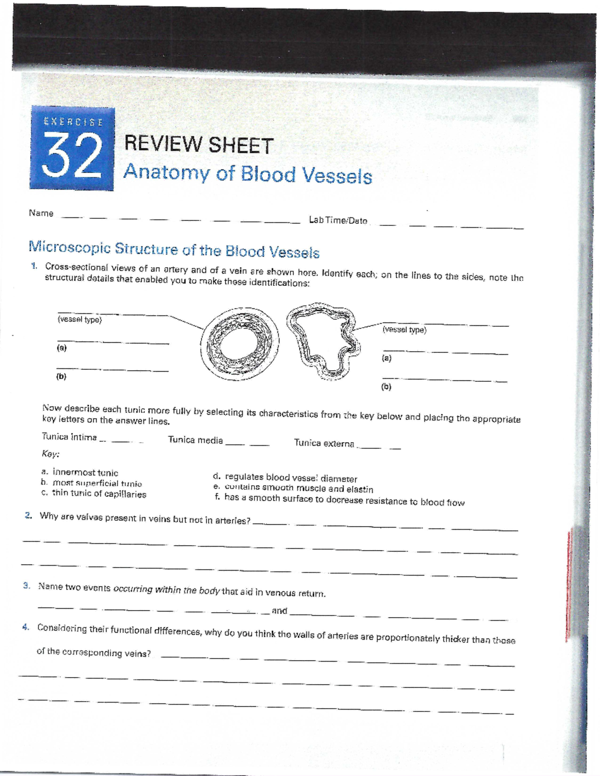 Anatomy of Blood Vessels: Review Sheet for Lab Exercise 32 - Studocu