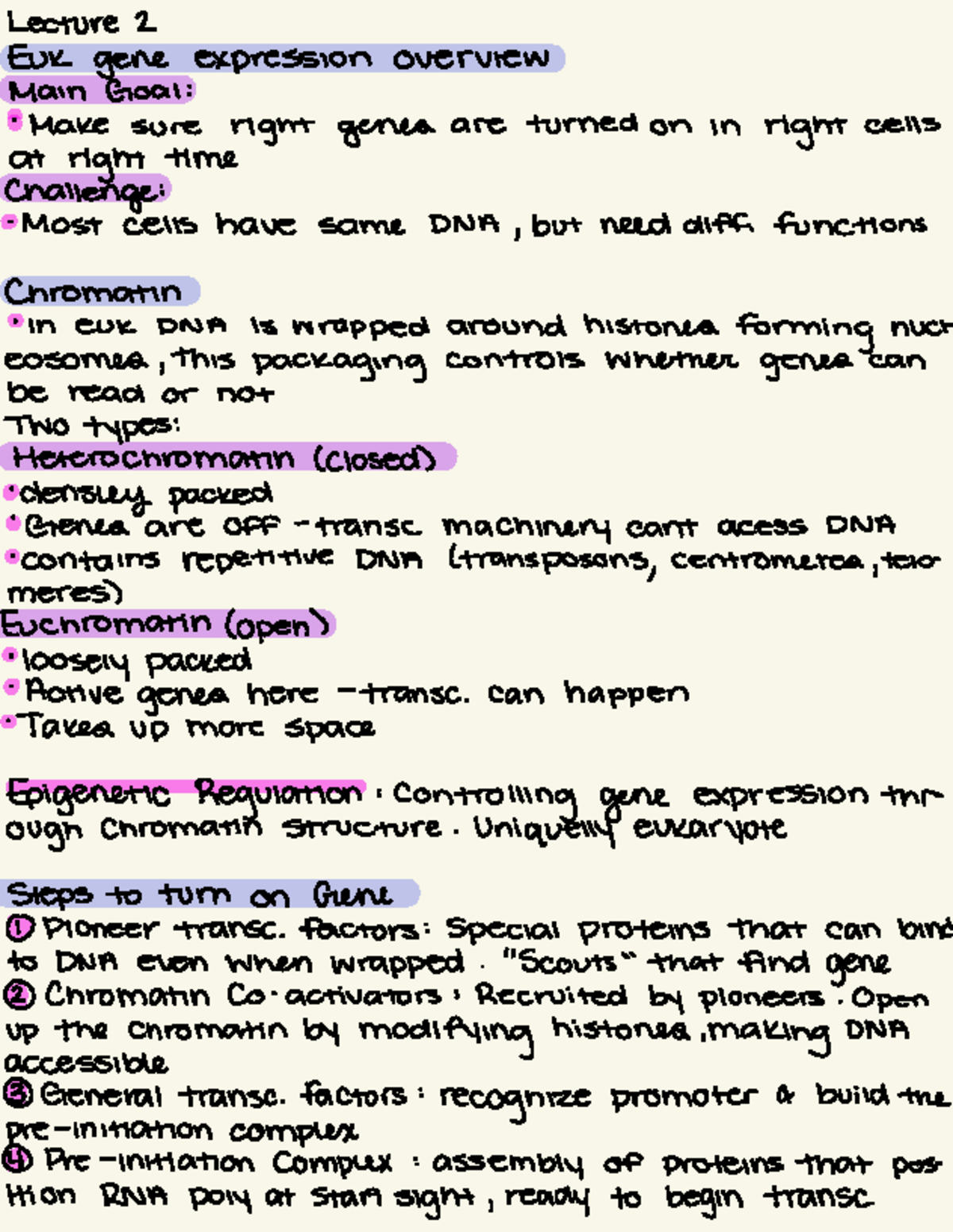 Lecture 2 Summary: Eukaryotic Gene Expression & Chromatin Structure ...