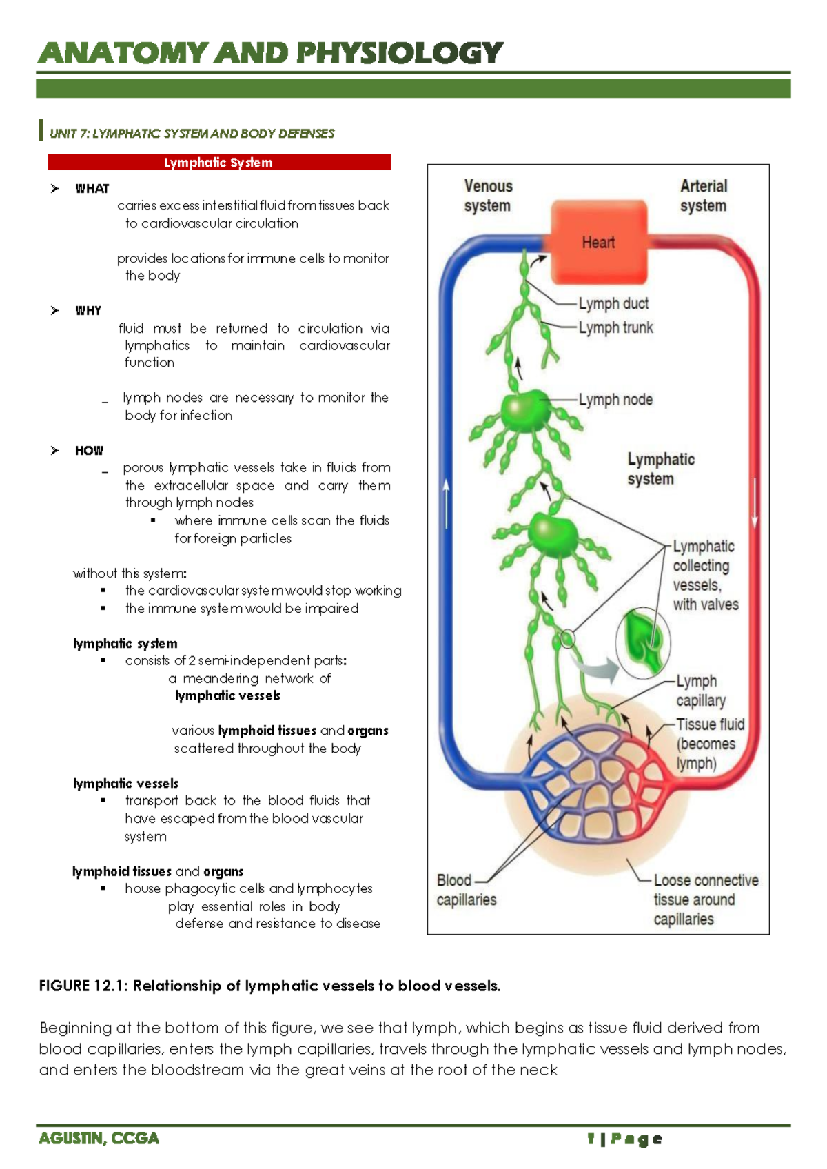 Anaphy UNIT 7- The Lymphatic System - UNIT 7 : LYMPHATIC SYSTEM AND ...